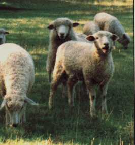 Sheep nutritin and feeding instructions with dehydrated alfalfa